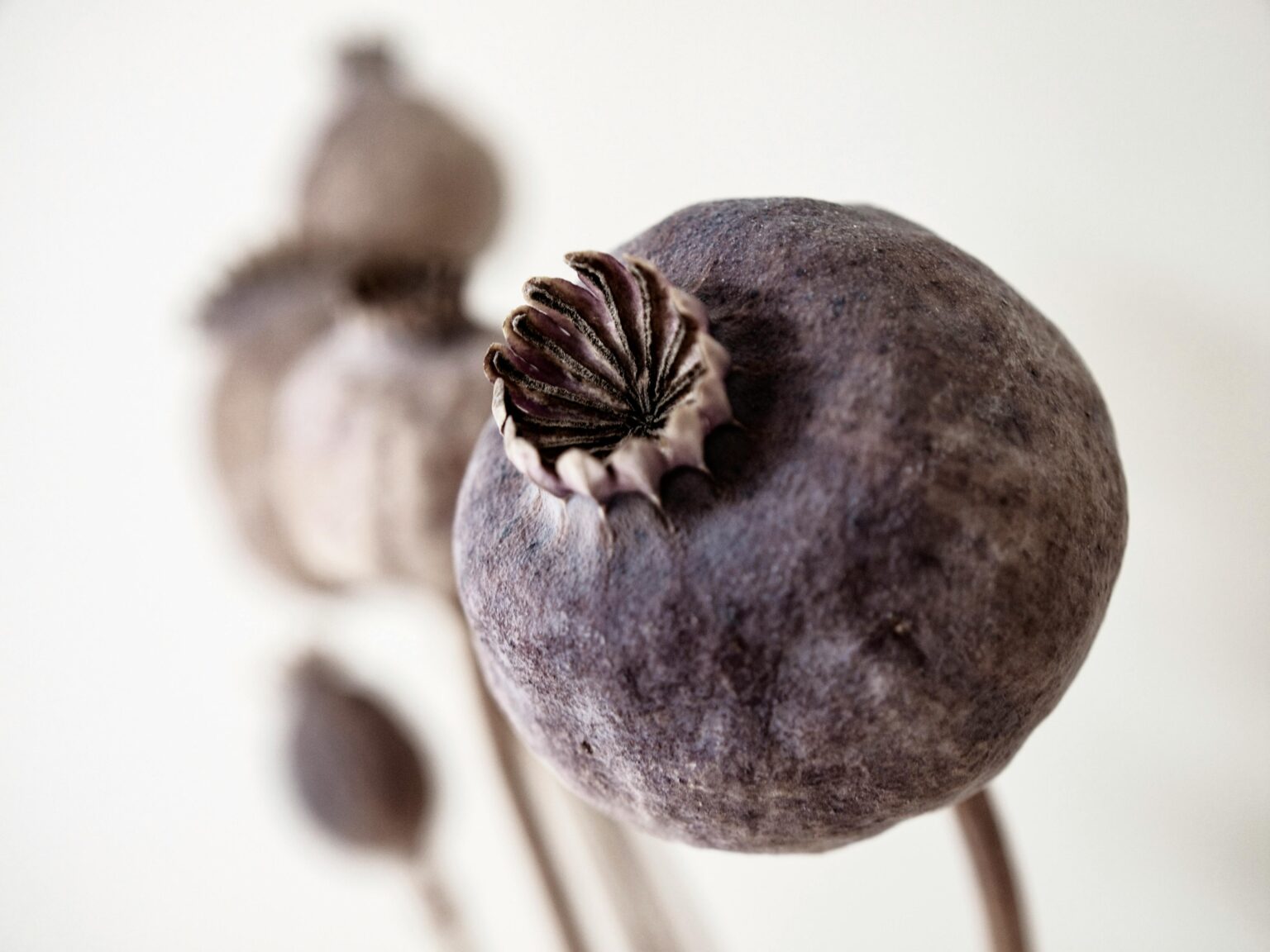Dry Poppy Pod Heads Near Me | Dried Poppy Pods for sale Online - Poppy ...